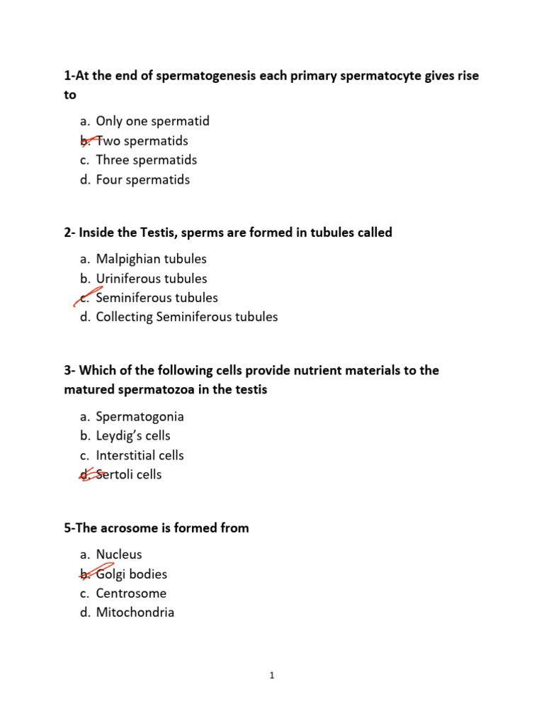 Questions On Spermatogenesis | PDF