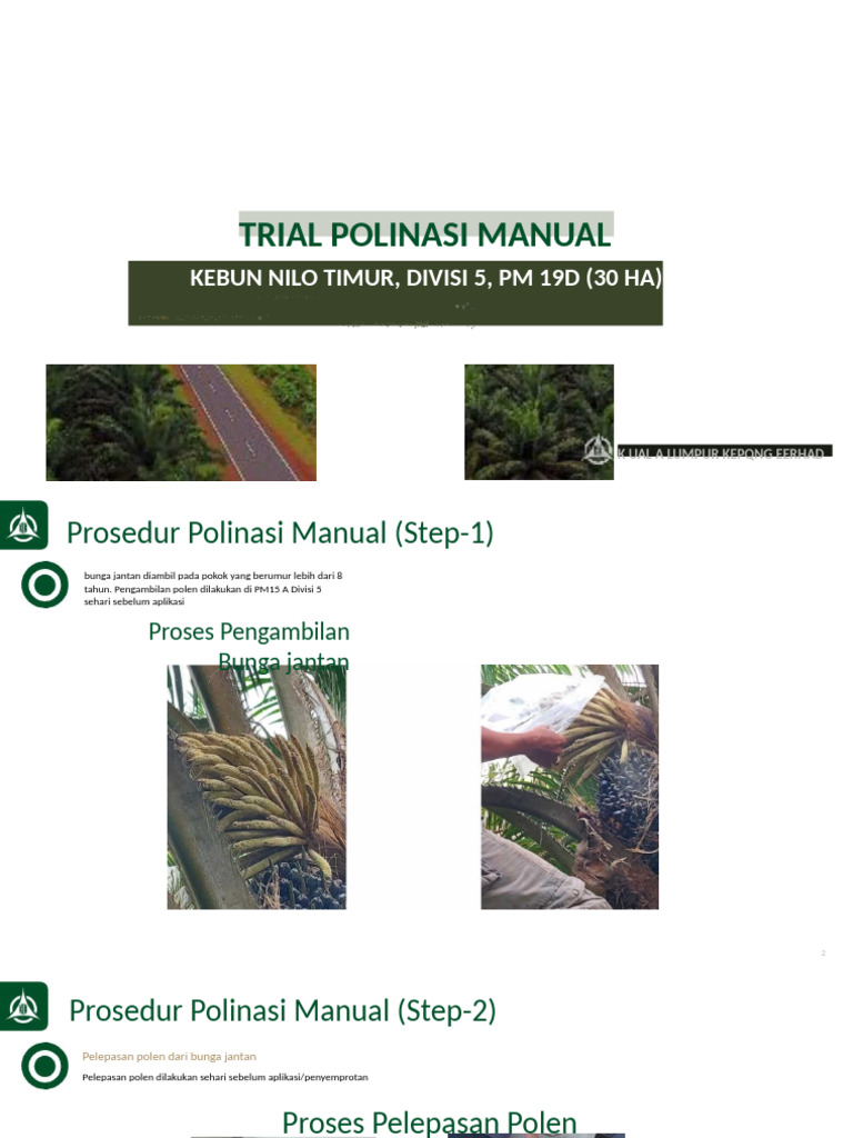 Manual Pollination Procedures Overview | PDF | Palm Oil | Malaysia