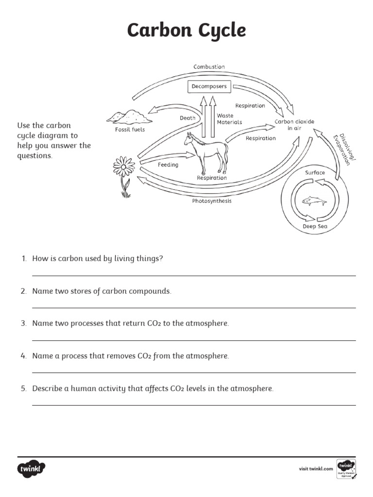Us S 22 Carbon Cycle Activity - Ver - 3 | PDF