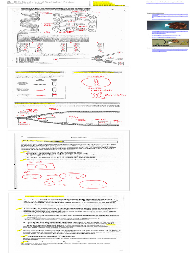 2L - DNA Structure and Replication Review | PDF | Dna | Dna Replication