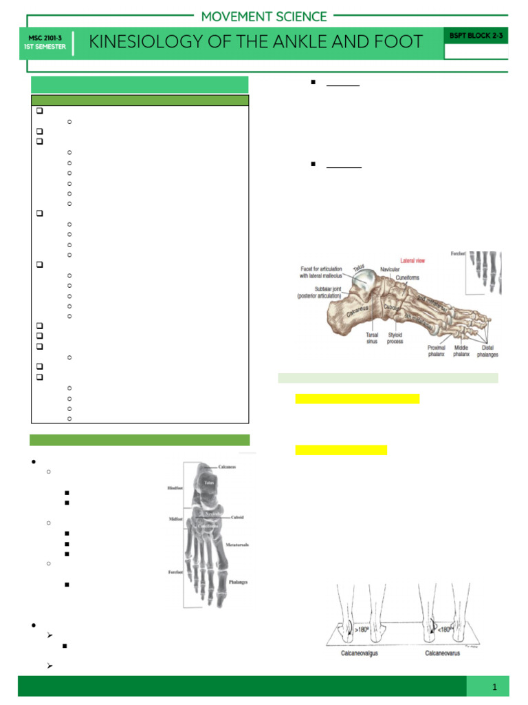 Kinesiology of Ankle and Foot Mechanics | PDF | Foot | Anatomical Terms ...