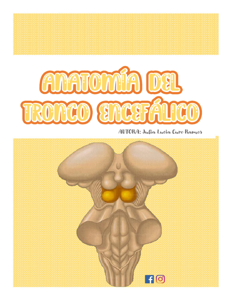 ANATOMÍA DEL TRONCO ENCEFÁLICO - Redaction | PDF | Cerebelo | Médula espinal