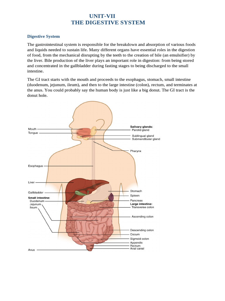 Unit - 7 The Digestive System | PDF | Digestion | Gastrointestinal Tract