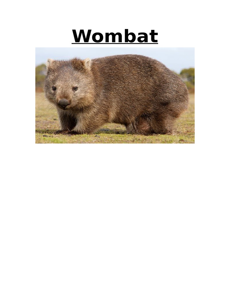 Wombat | PDF