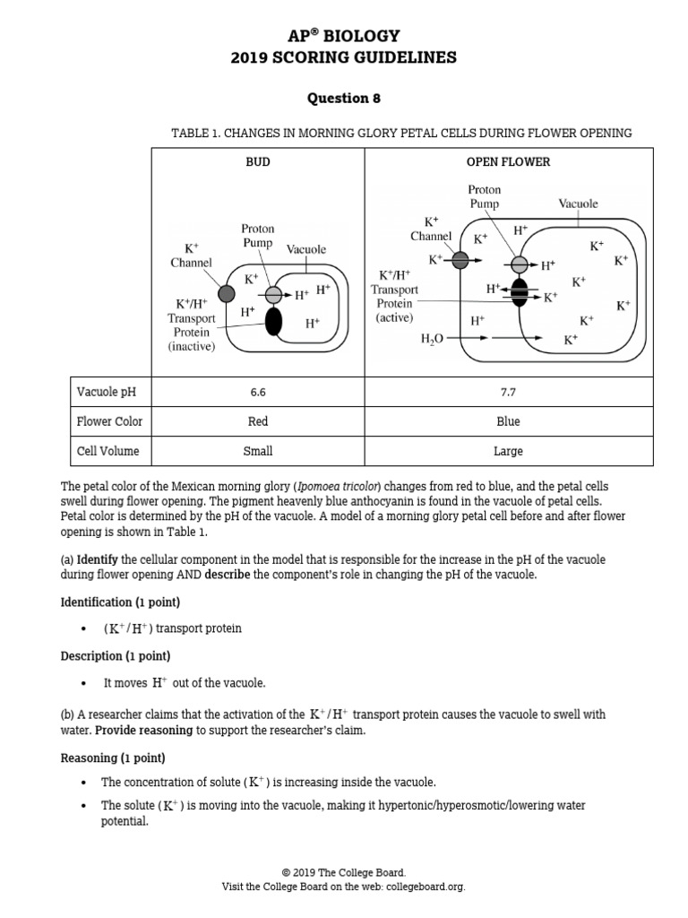 #8 Scoring Guide | PDF
