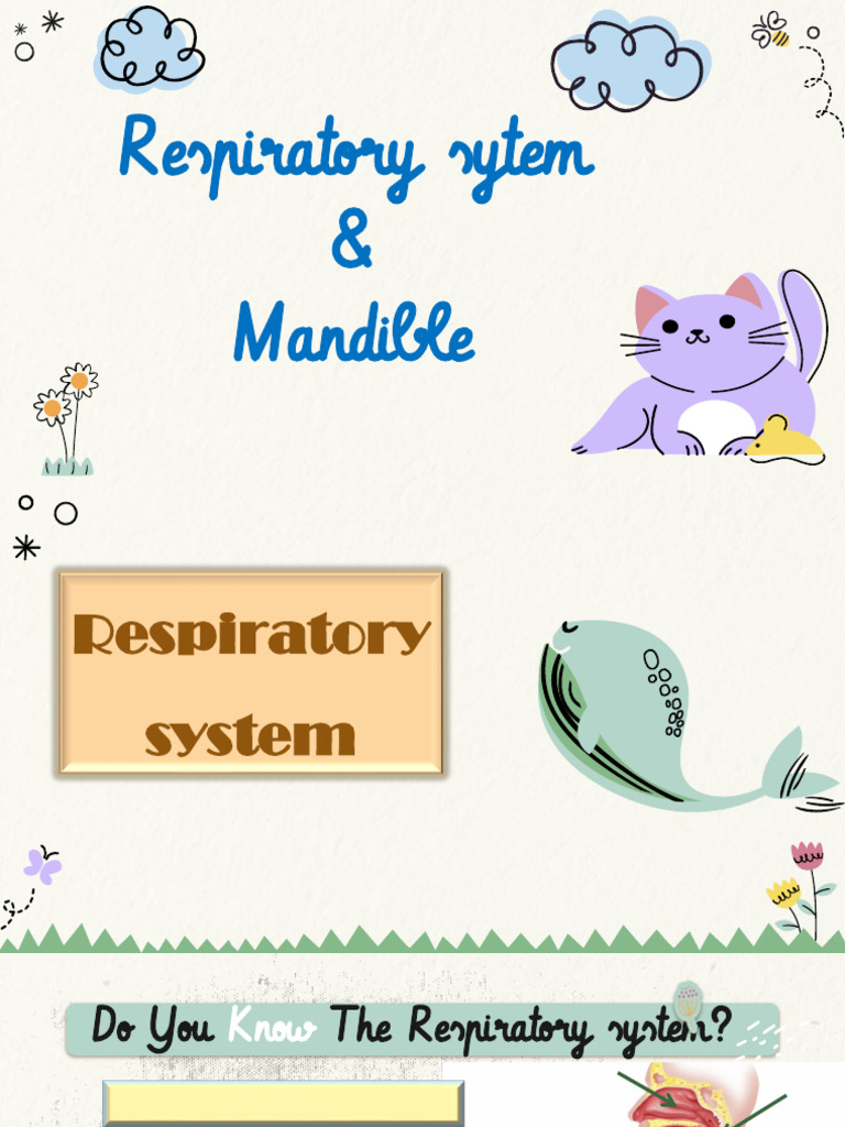 Overview of Respiratory System & Mandible | PDF