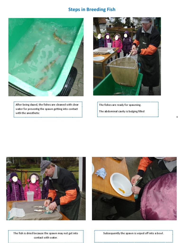 Breeding Fish | PDF