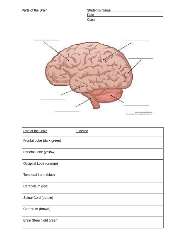 Parts of The Brain | PDF