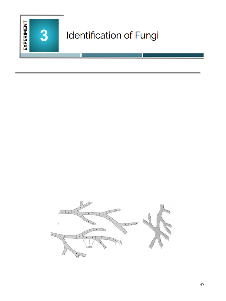 Experiment 3 Identification of Fungi | PDF | Fungus | Mold