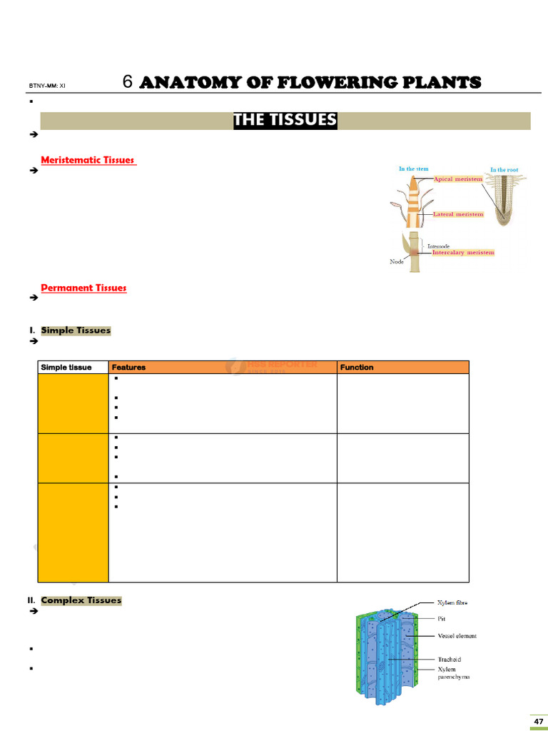 HSSRPTR - +1 Botany Anatomy of Flowering Plant | PDF | Leaf | Plant Stem