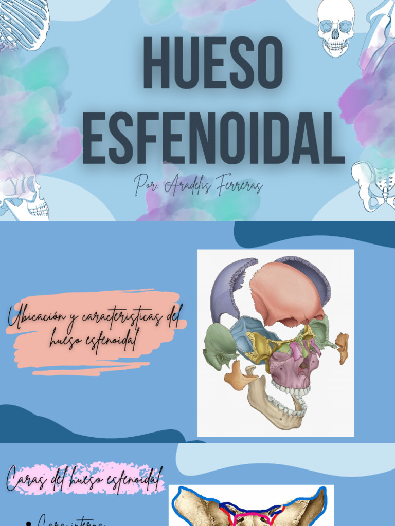 Anatomía del Hueso Esfenoides | PDF