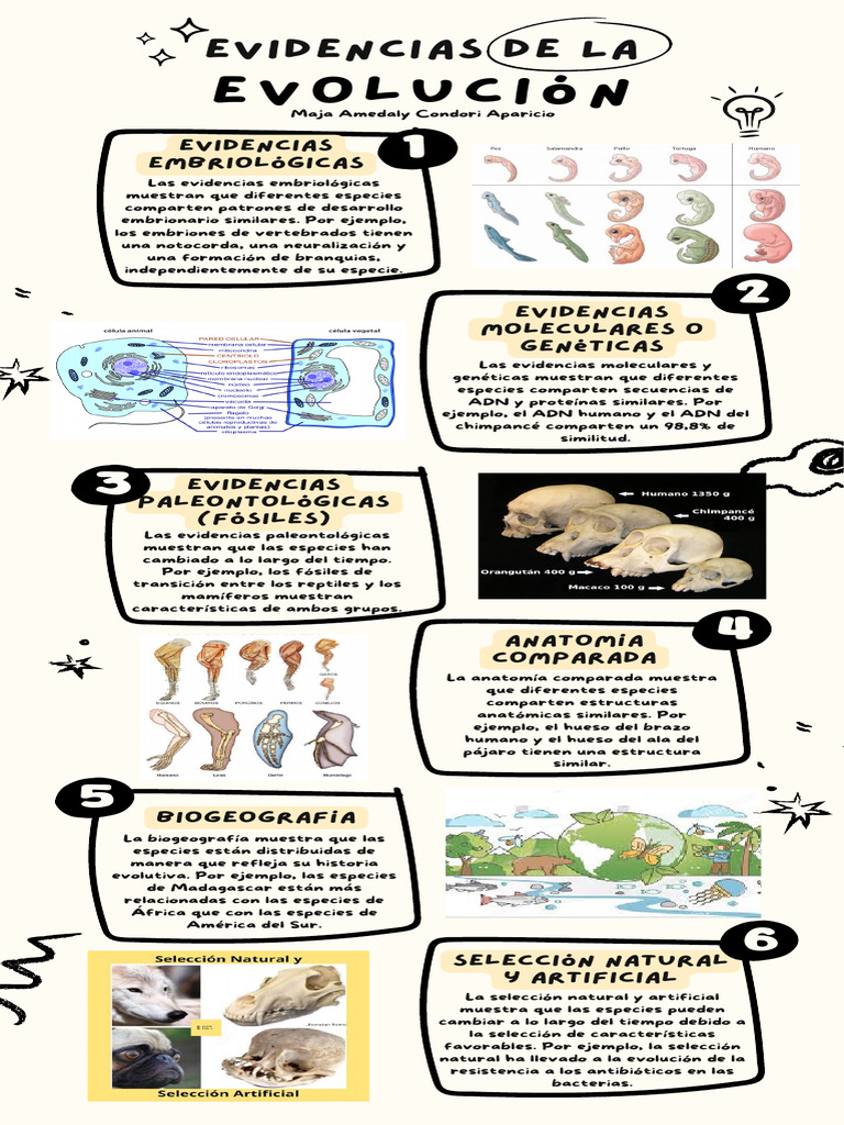 Evidencias de la evolución - infografía _20241206_123052_0000 | PDF ...