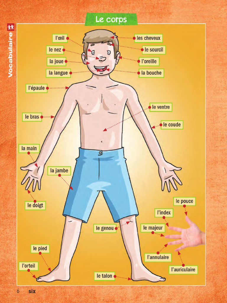Bodyparts With English Meaning | PDF