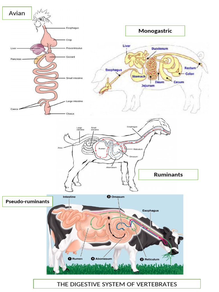 Vertebrate Digestive System Types | PDF