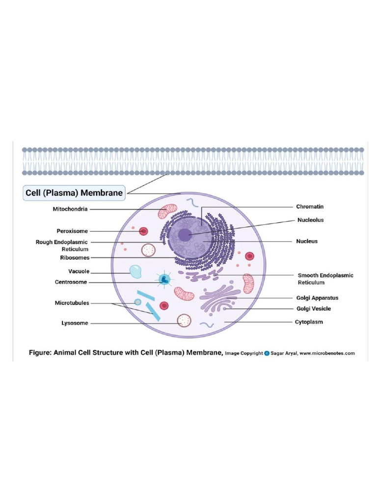Cell Diagrams | PDF