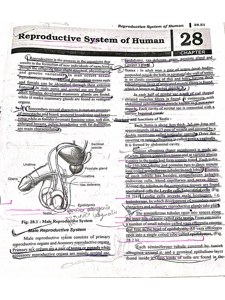 Reproductive& Endocrine System | PDF