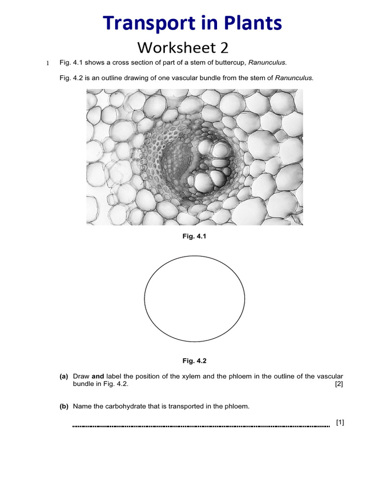 Transport in Plants Worksheet 2 | PDF | Plant Stem | Carbon Dioxide