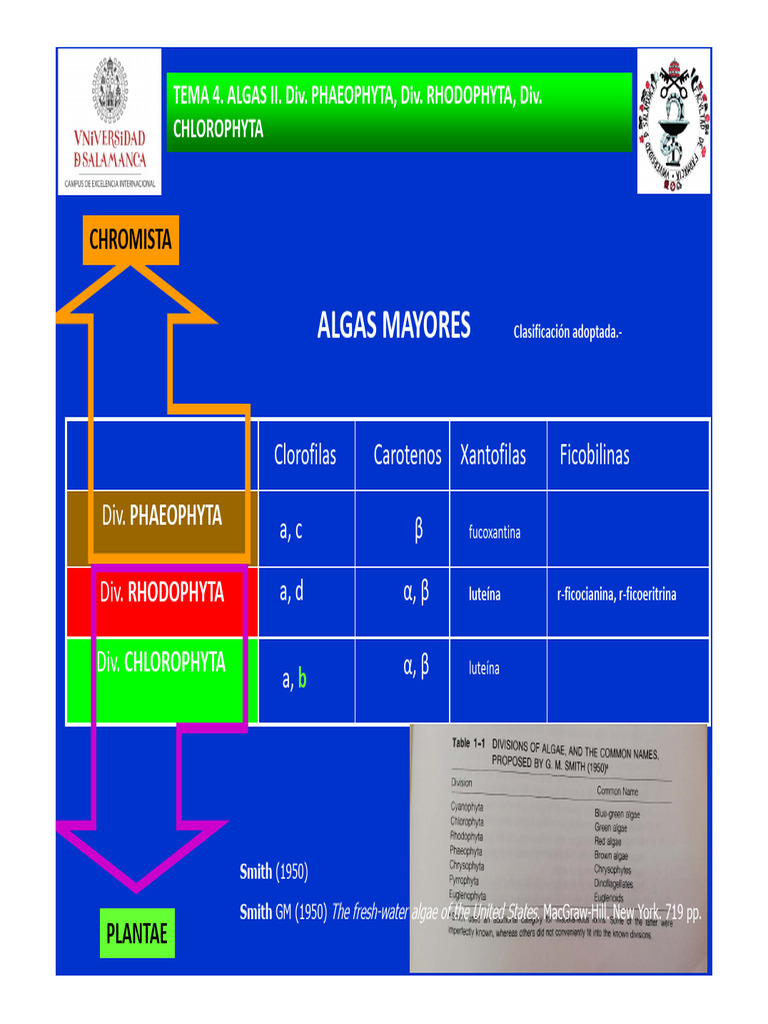 Tema 4. ALGAS.2 2025 | PDF | Organismos | Eucariotas