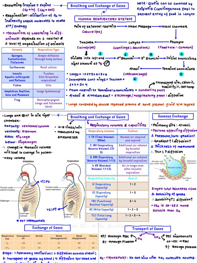 Breathing_and_Exchange_of_Gase_Summary_Lecture_Classnotes_1_ | PDF