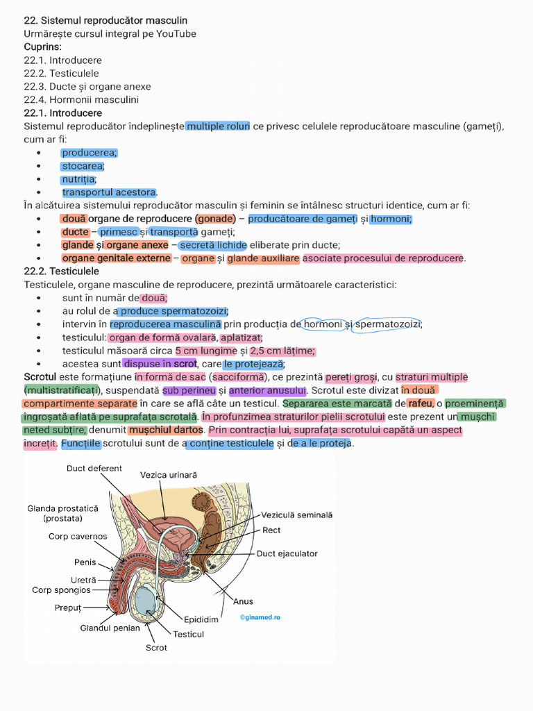 Sistemul Reproducator Masculin - 250219 - 143736 | PDF