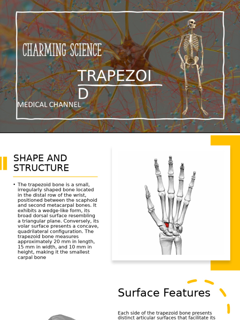 Trapezoid | PDF | Hand | Joints
