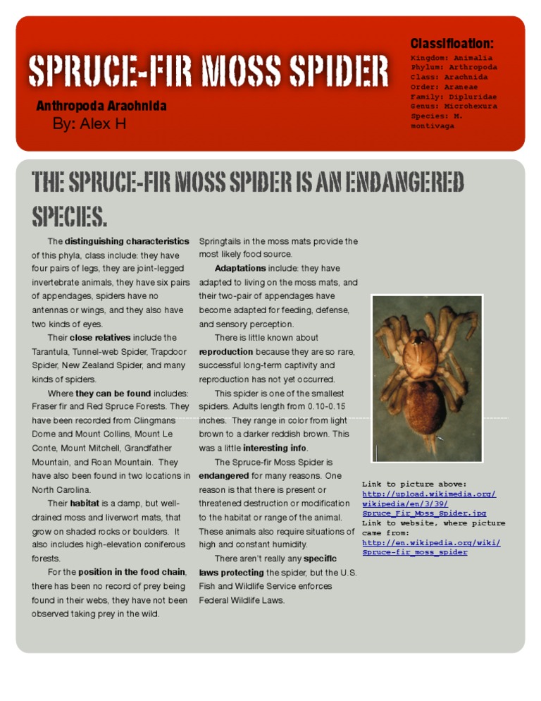 Spruce Fir Moss Spider2 | PDF | Spider | Organisms