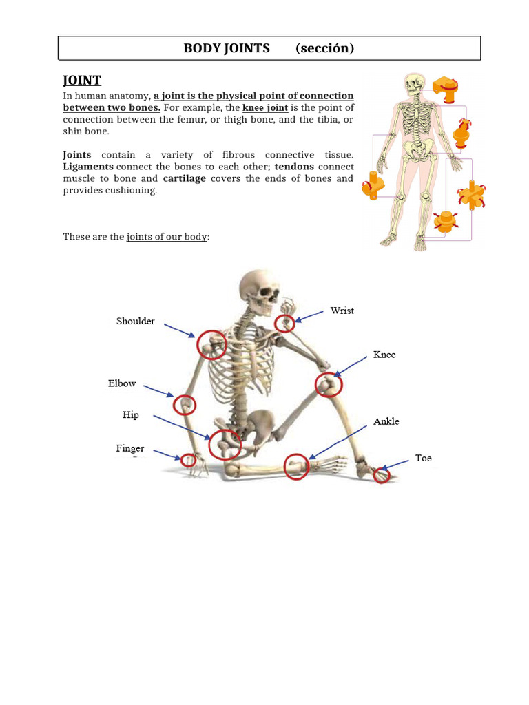 Human Body Joint Anatomy Overview | PDF