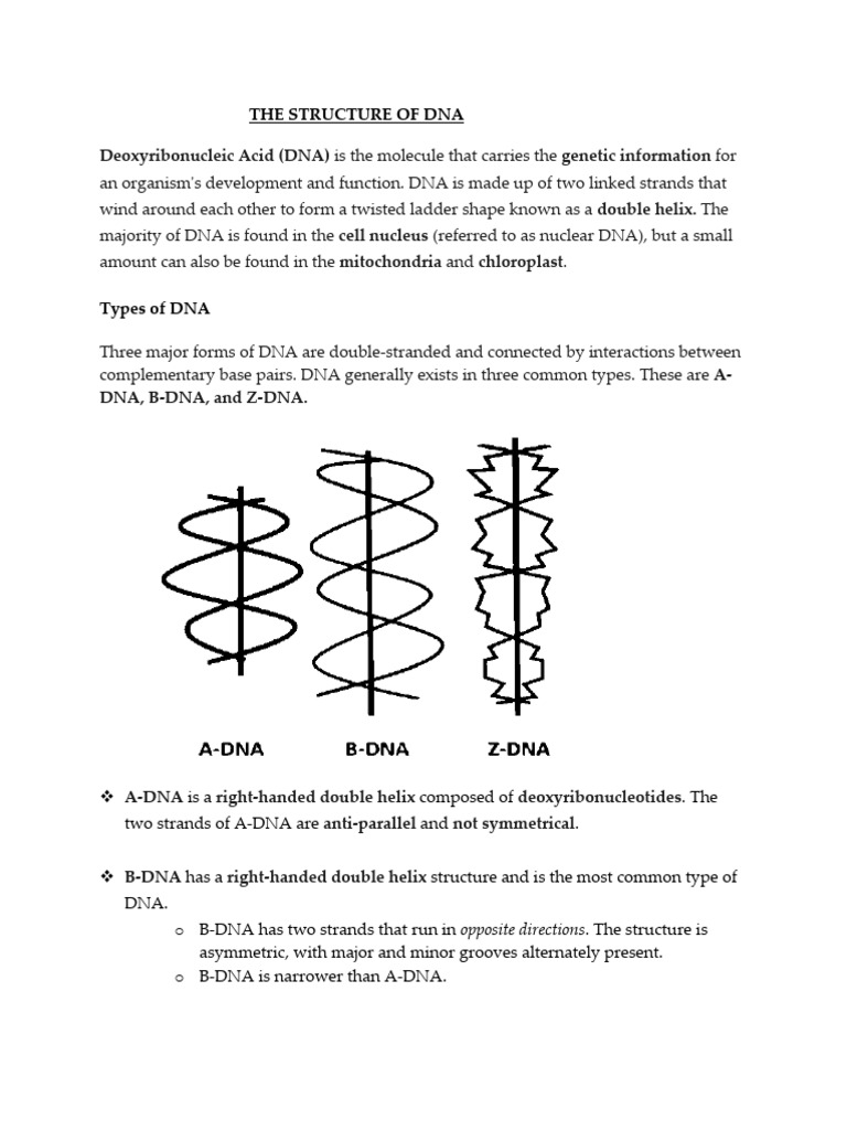 The Structure of Dna | PDF