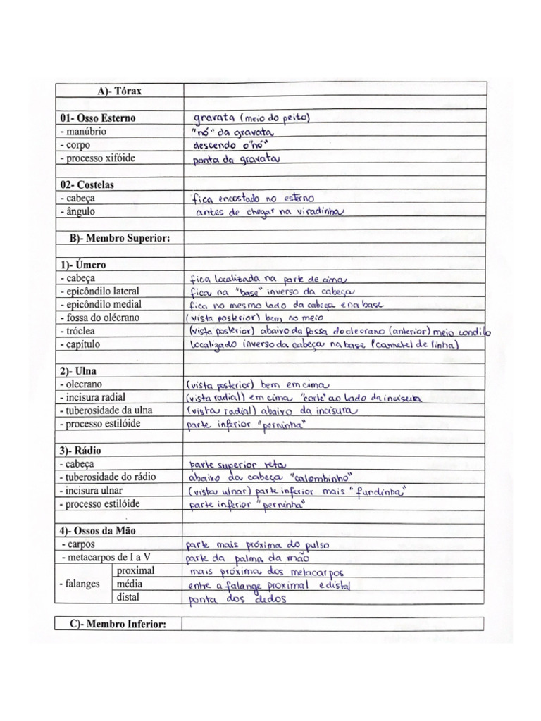 Anatomia Ossos 2 | PDF