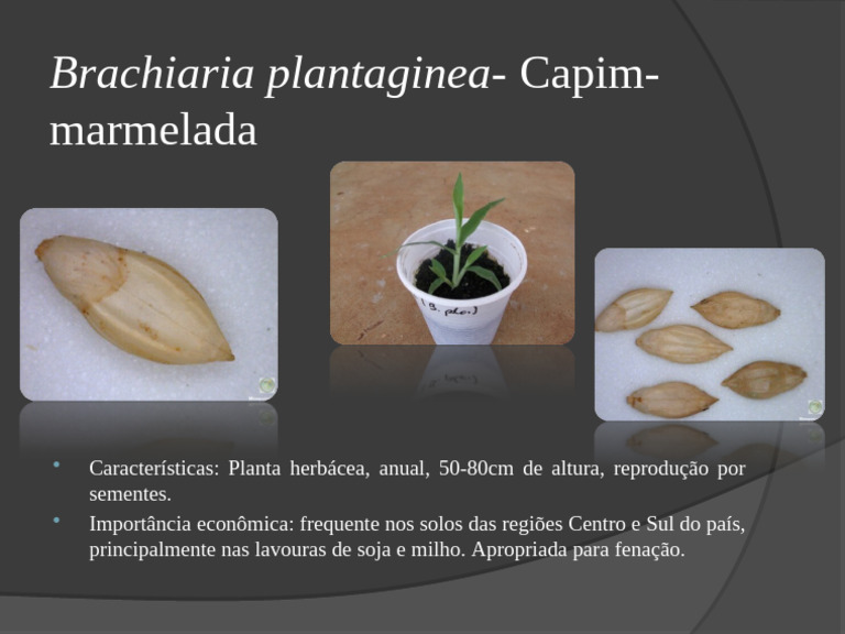 Brachiaria Plantaginea Capim Marmelada | PDF