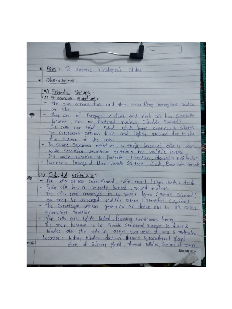 Histology Slides Pract | PDF