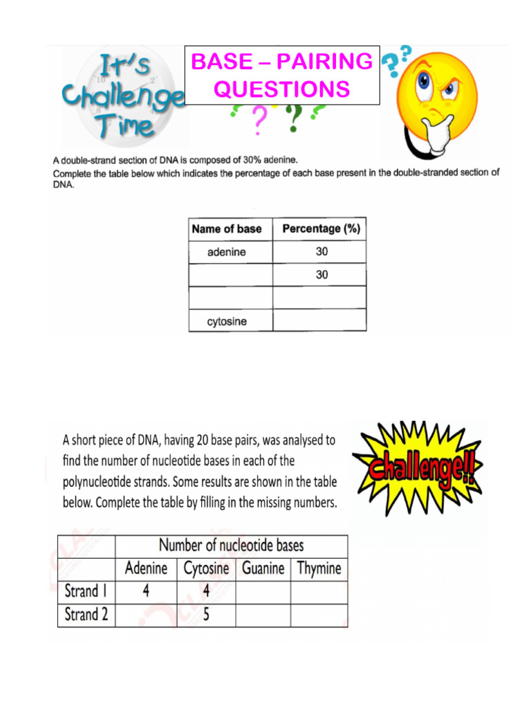Base Pairing Exercise | PDF