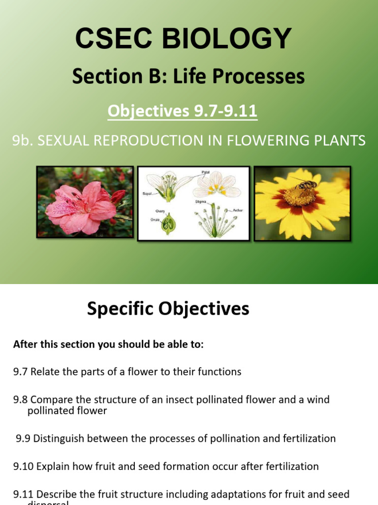 Sexual Reproduction in Flowering Plants | PDF | Flowers | Pollination