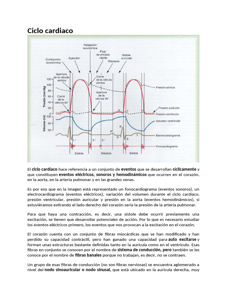 Ciclo Cardiaco | PDF | Corazón | Ventrículo (corazón)