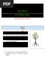 Glosario de briofitos y caulidios | PDF | Hoja | Plantas