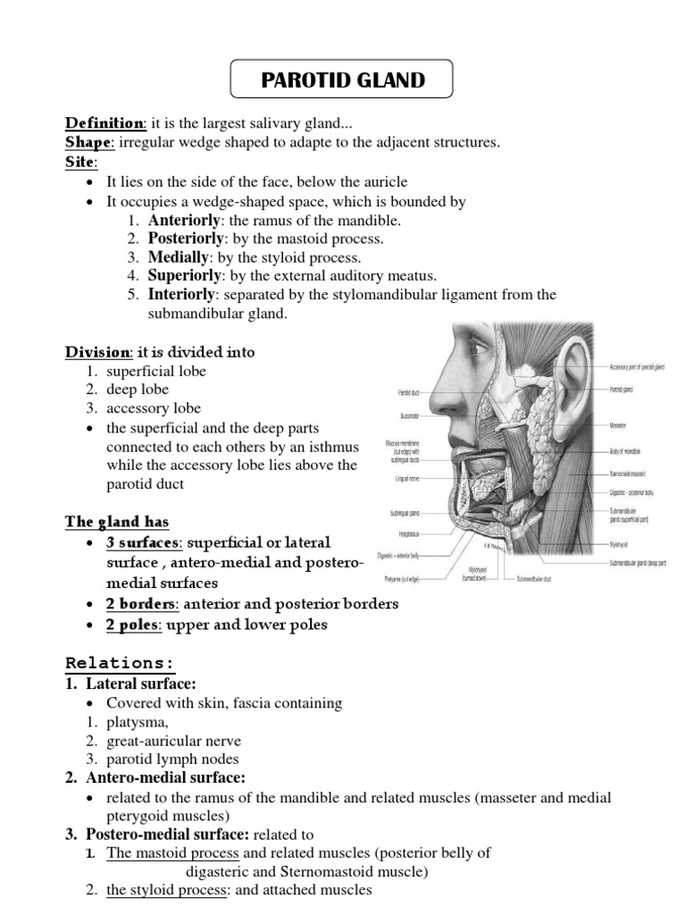 Parotid Gland | Common Carotid Artery | Neck