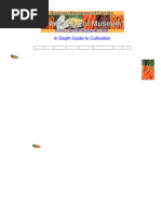 Carrot Planting and Care Guide | PDF | Carrot | Agriculture