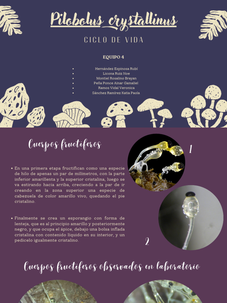 Ciclo de vida de Pilobolus crystallinus | PDF | Micología