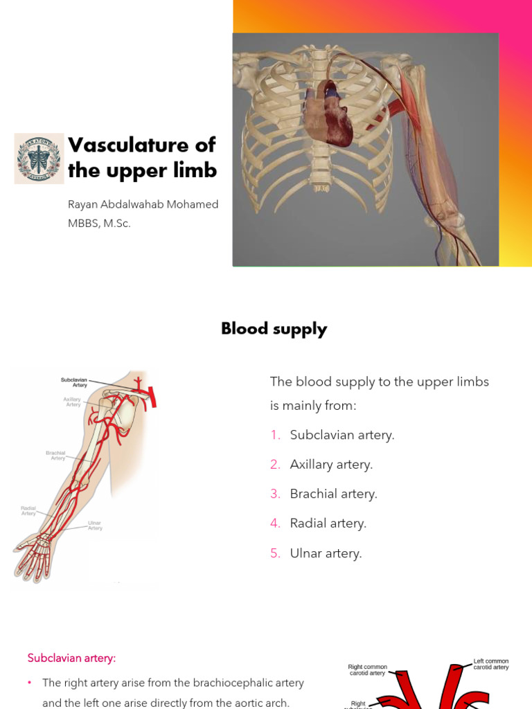 Vasculature of The Upper Limb | PDF | Arm | Angiology