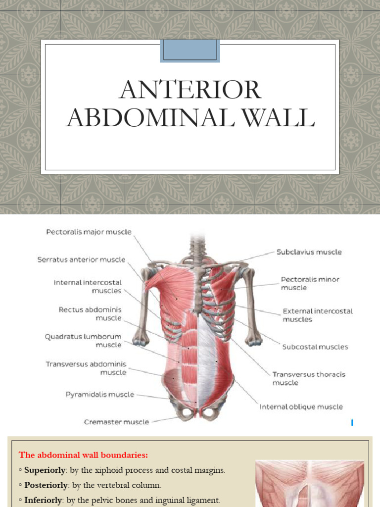 Anterior Abdominal Wall | PDF | Abdomen | Musculoskeletal System