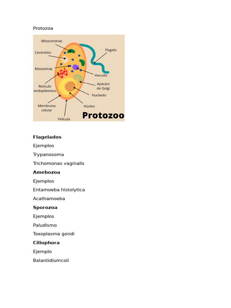 Tipos de Protozoos y Ejemplos Clave | PDF