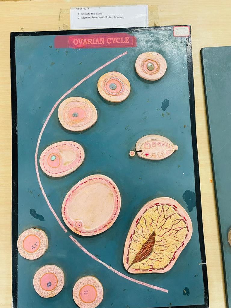 Anatomy Embryo Models | PDF