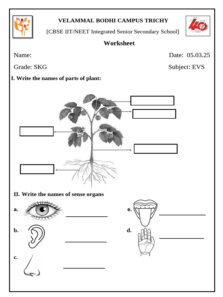 skg - Worksheet - evs - 05.02.25 | PDF