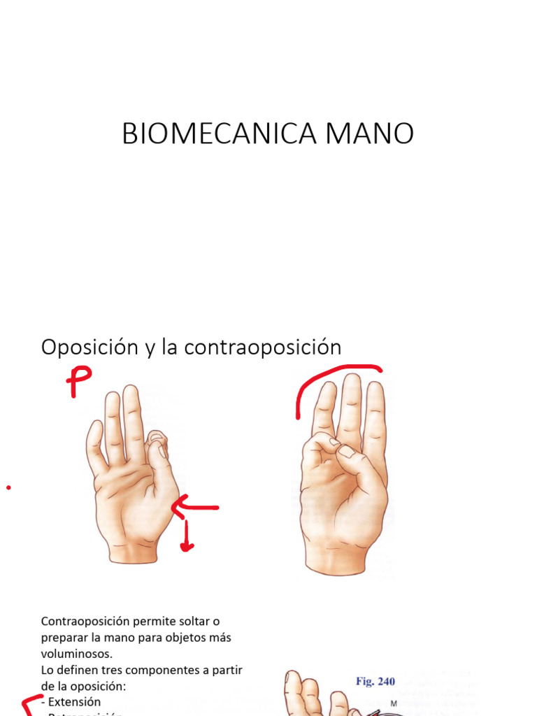 Biomecánica de la Mano: Tipos de Prensión | PDF | Mano | Extremidades ...