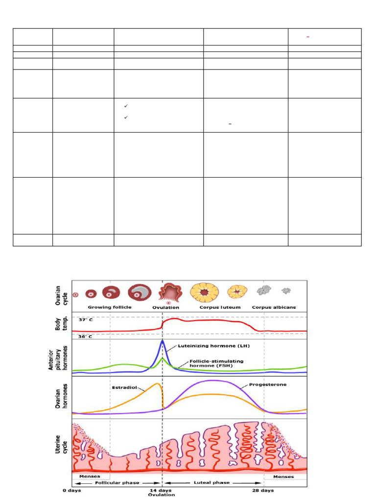 Menstrual Cycle Overview and Phases | PDF | Menstrual Cycle ...