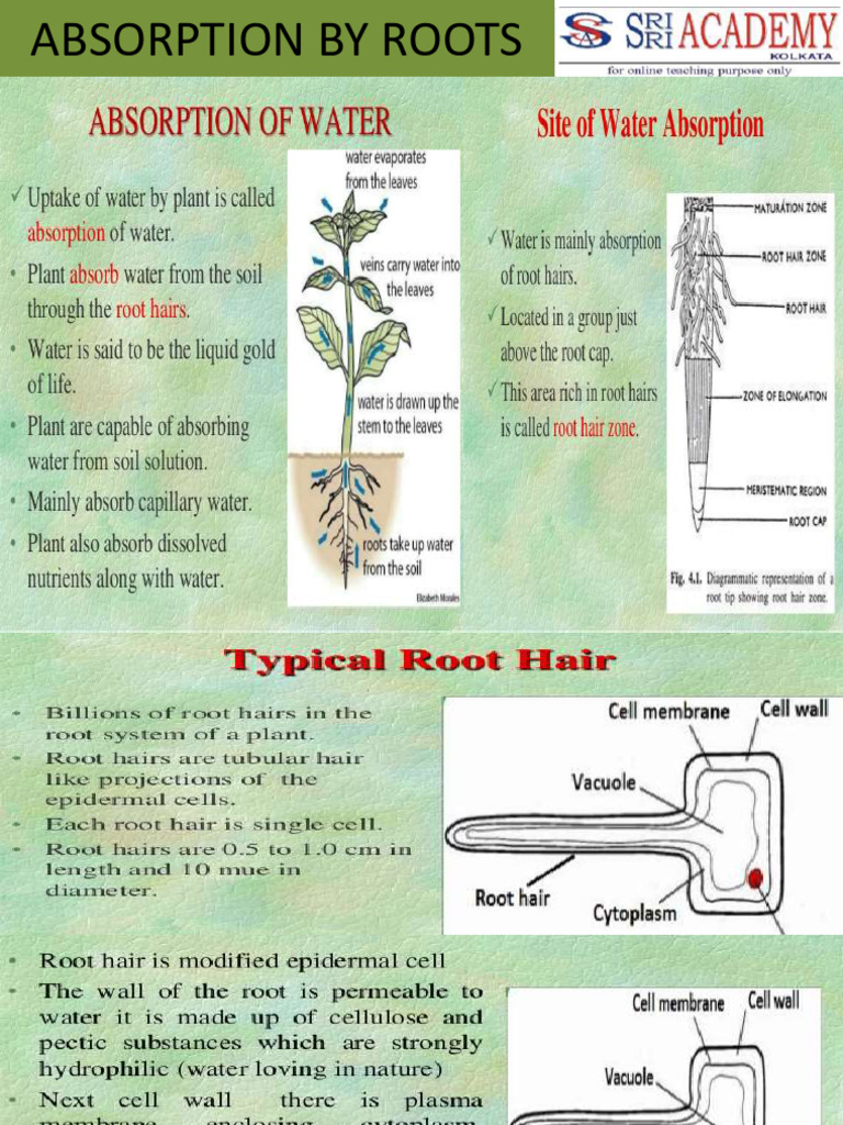 Absorption by Roots | PDF