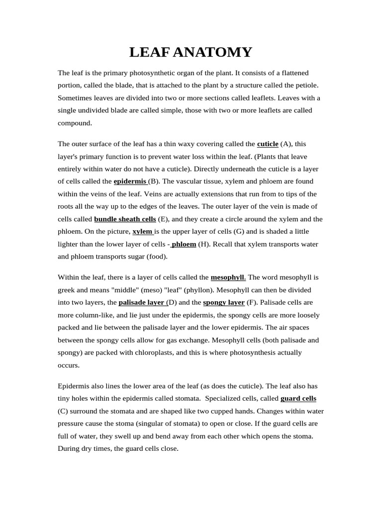 LEAF ANATOMY (Assignment 2) | PDF | Leaf | Stoma