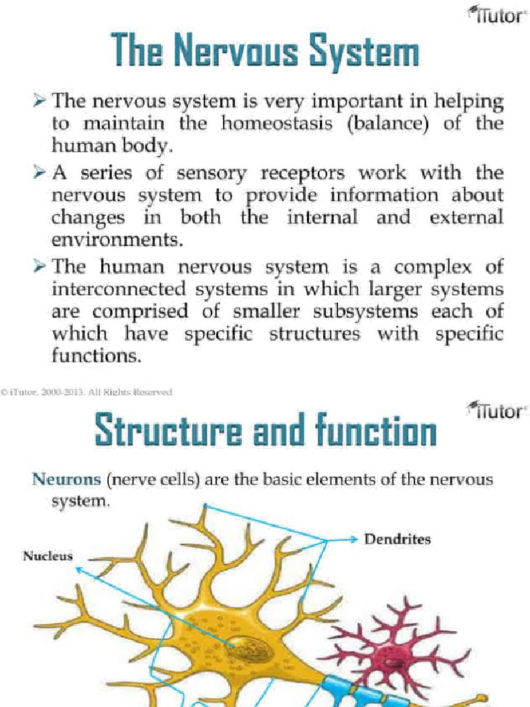 Nervous System | PDF