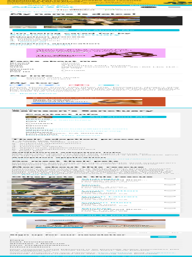 Los Angeles, CA - Jindo. Meet Dolce A Pet For Adoption | PDF | Domesticated Animals | Dogs