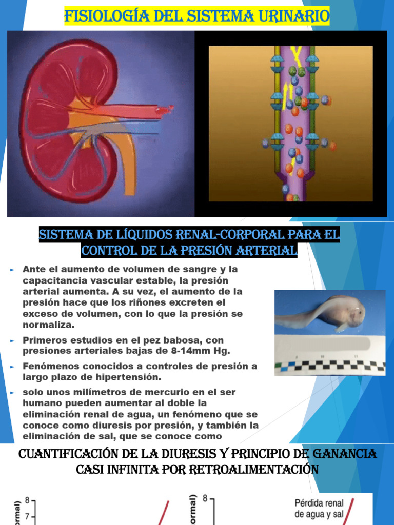 Clase 16 - Fisiologìa Del Sistema Urinario | PDF | Riñón | Orina